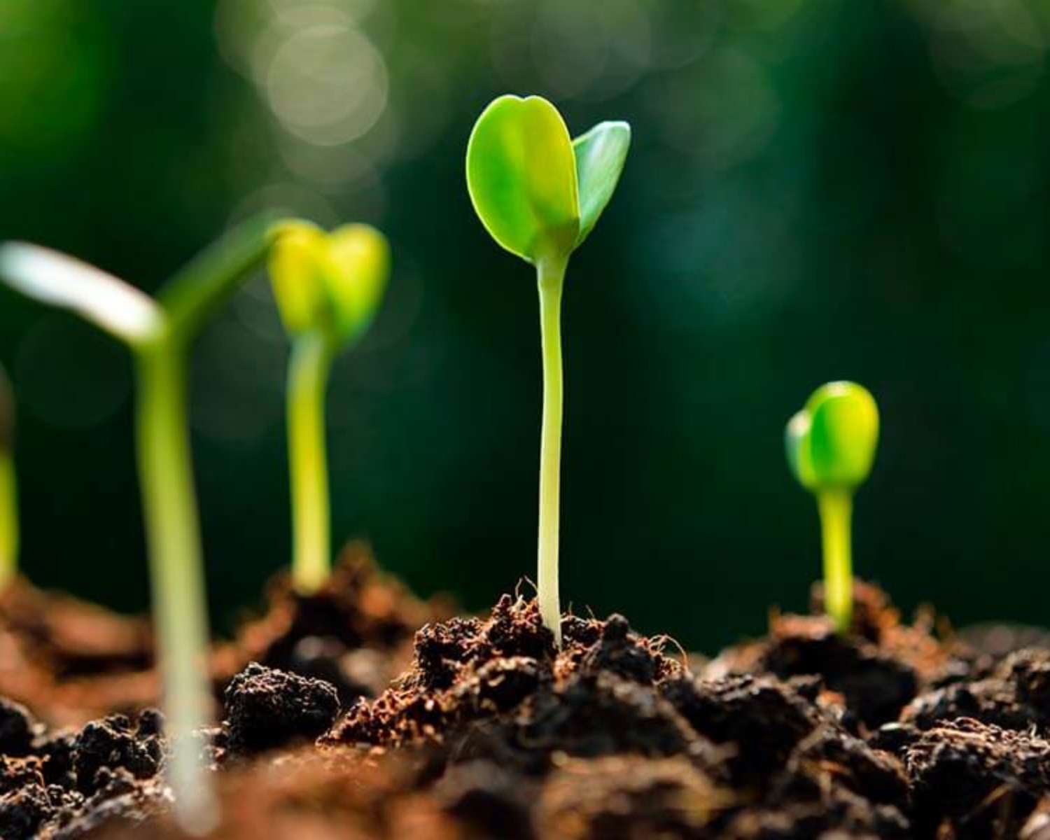 Organic Roots | Productos organicos elaboracion artesanal