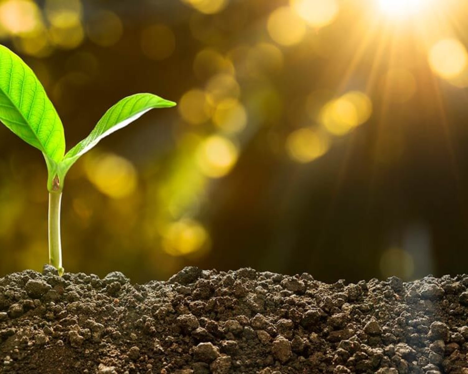 Organic Roots | Organic products handmade elaboration